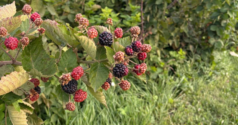 This Nebraska berry farm is perfect for a summer day