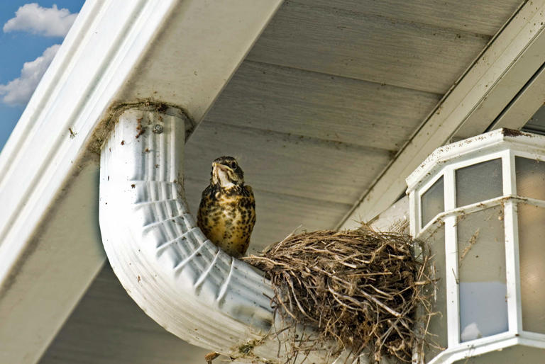 Did you find an animal nesting near your house? Here's what to do