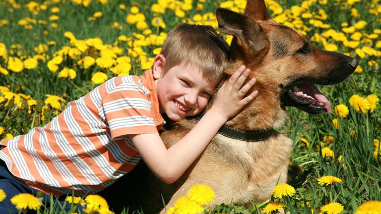 7 guard dog breeds for families with kids (trainer approved)
