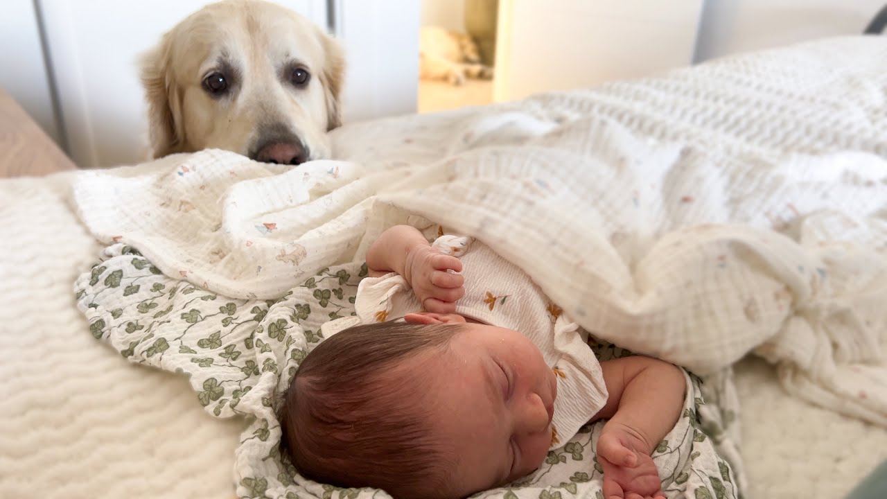 Golden retriever becomes guardian of newborn baby
