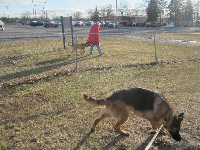 10 signs your dog believes he's the leader in your home