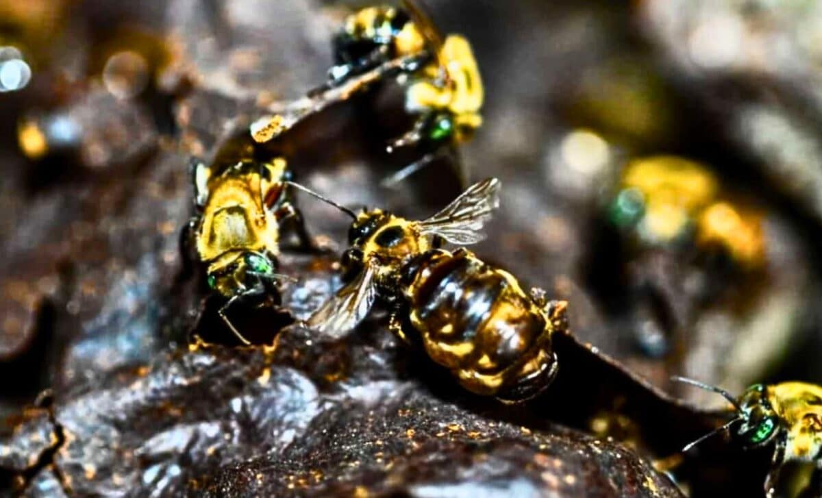 For the first time in legal history, a government has given insects the ...