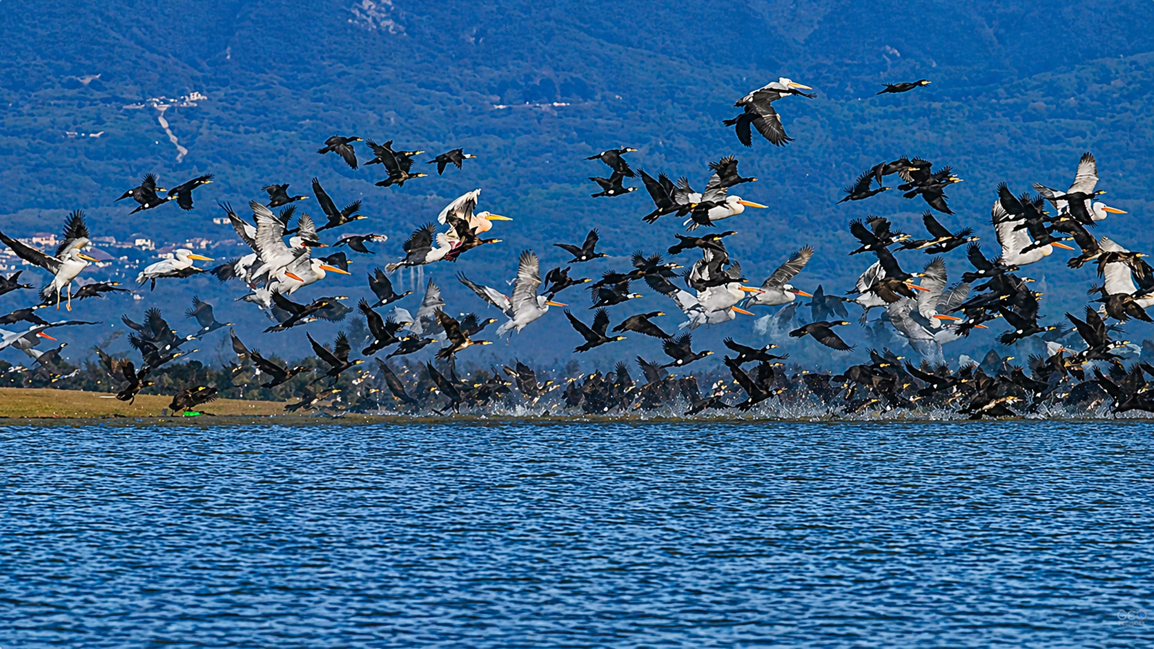 Rare wildlife moments from Europe’s hidden landscapes