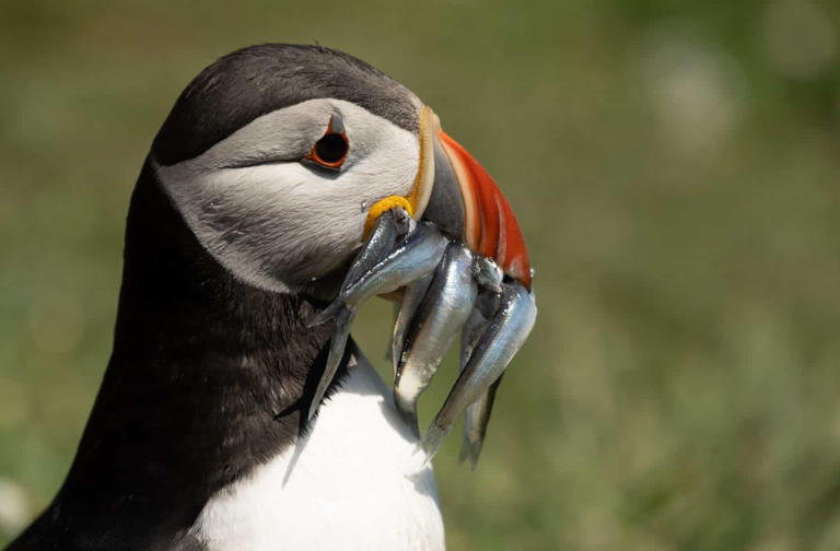 The bizarre tongue feature that makes puffins master fishers