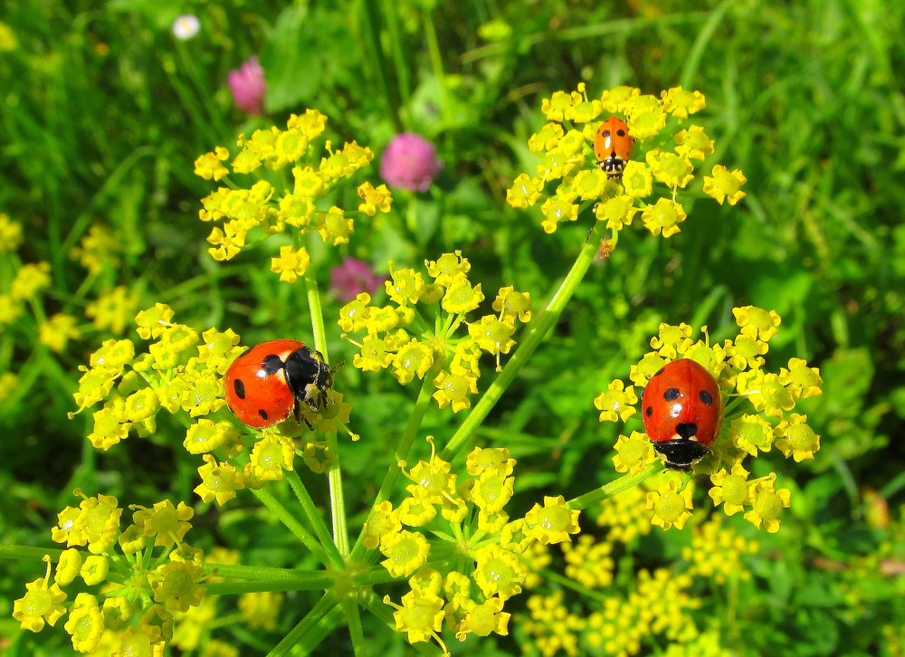 17 garden-friendly bugs you want to attract (and how to do it)