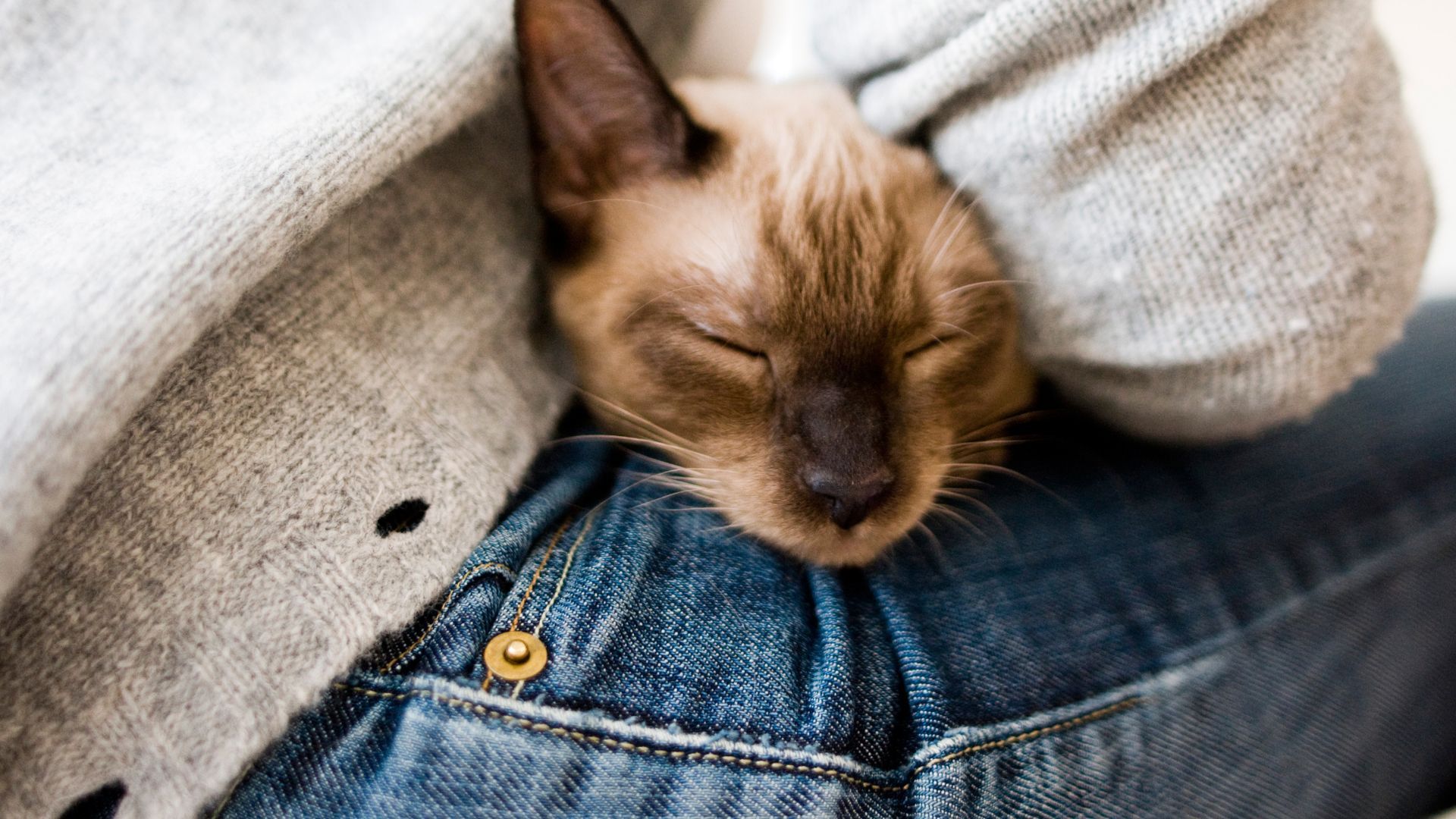 Reasons cats are the perfect companions