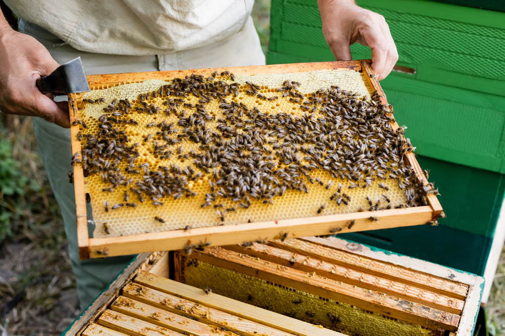 17 garden-friendly bugs you want to attract (and how to do it)