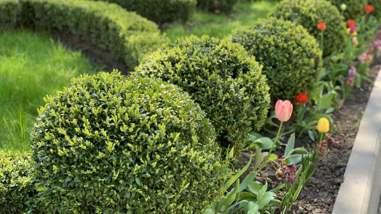 These 5 plants need pruning in May, and what to leave alone this month
