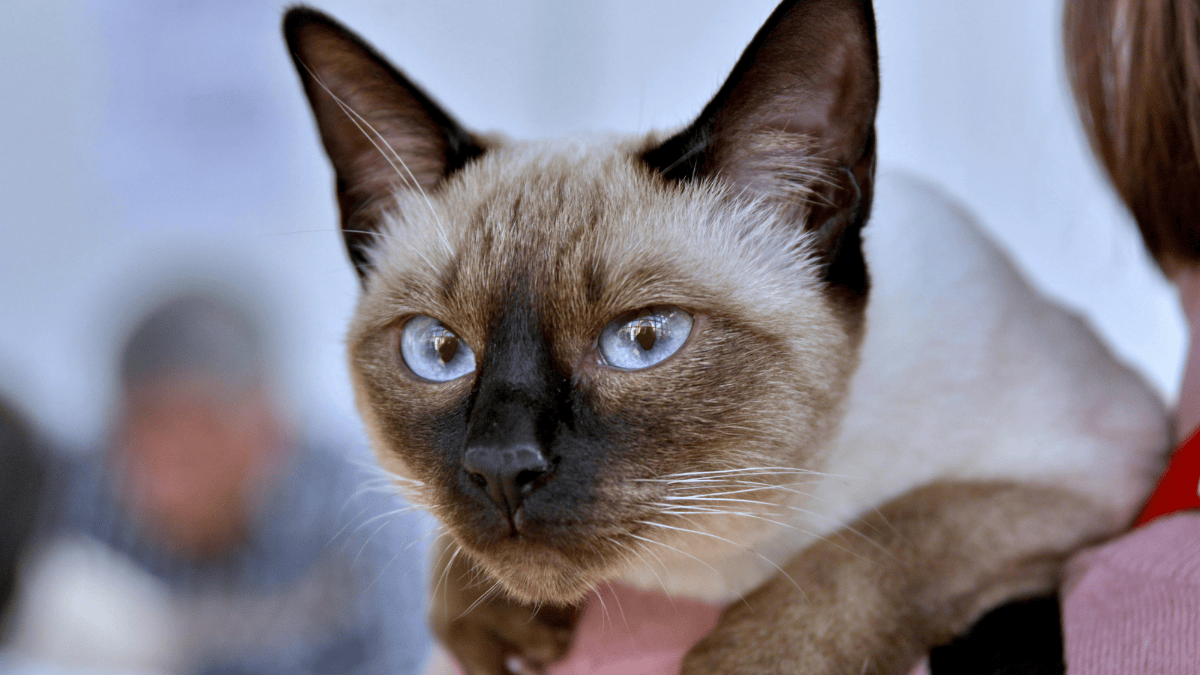 5 things you must experience with your cat before it crosses the ...