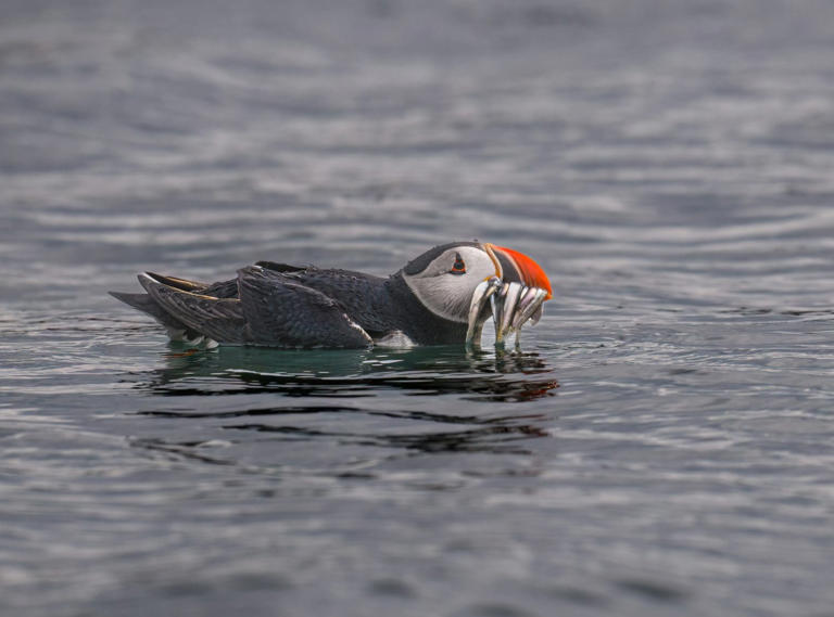 The bizarre tongue feature that makes puffins master fishers