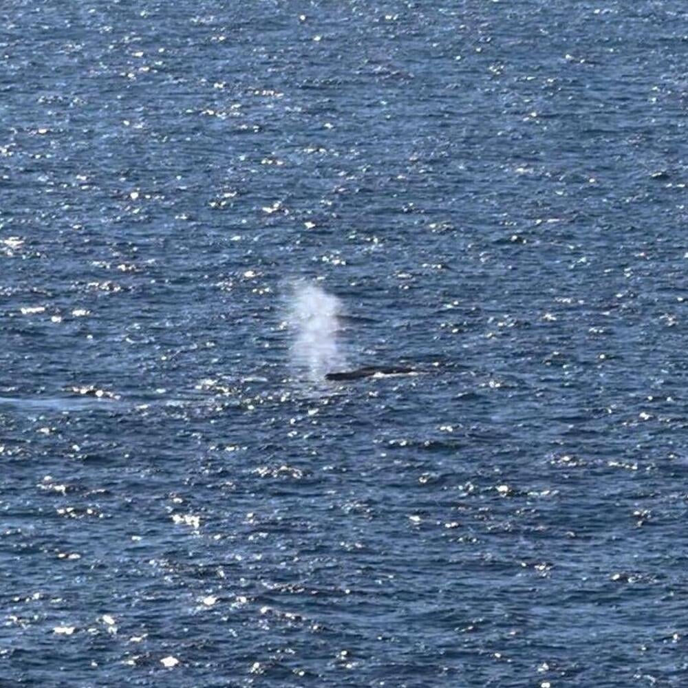 Wurde „Timmy“ an der Flosse ins Meer gezerrt? Geldgeber erheben nach ...