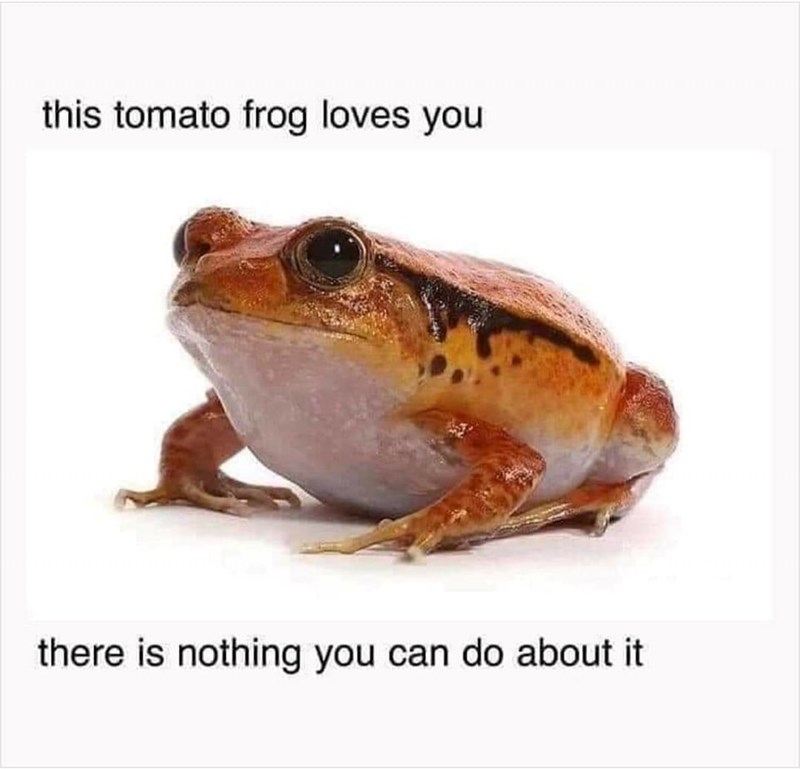 22 funny frogs for folks who need a leap to joy