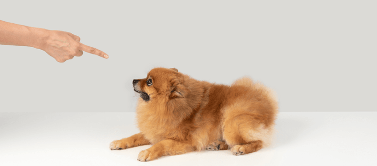 10 signs your dog believes he's the leader in your home