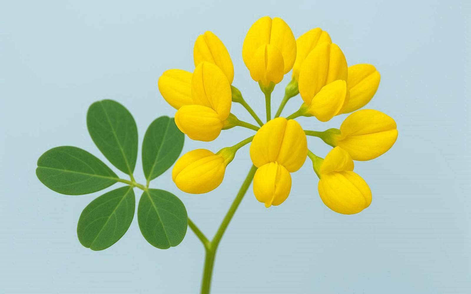 La plante de la semaine : cet arbuste méconnu fleurit jaune vif, sent ...
