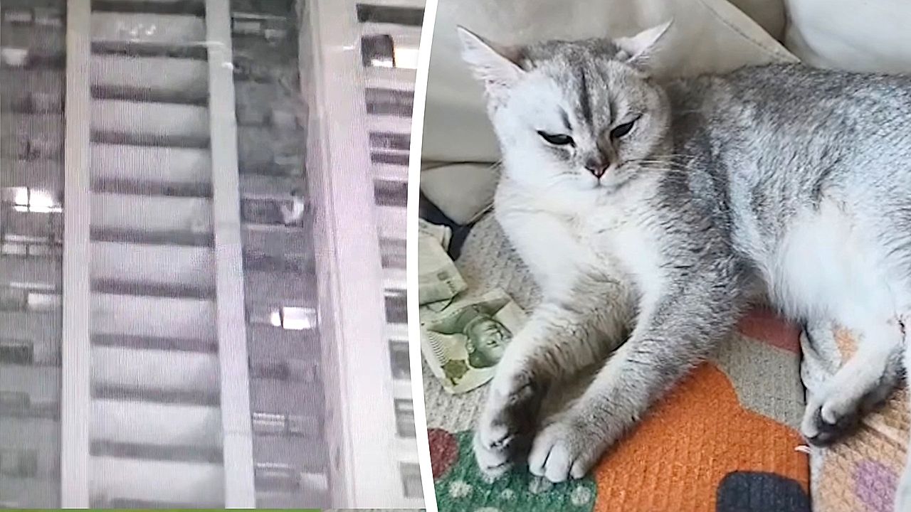 Cat survives 41-floor fall after landing on a large sun umbrella