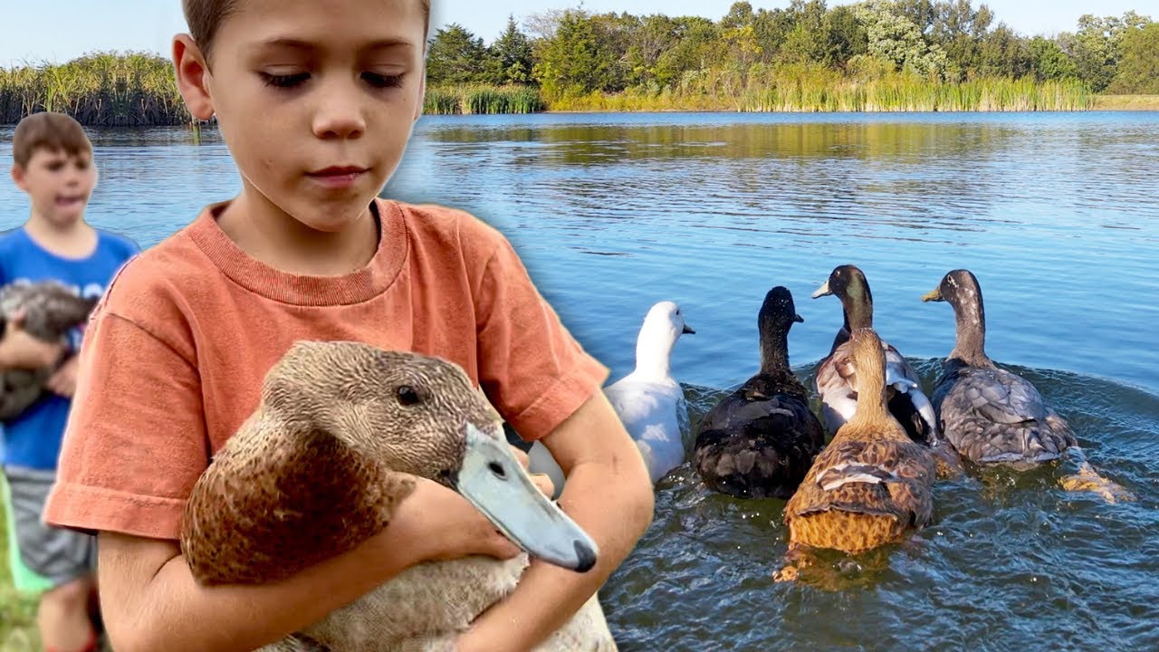 Can we protect our ducks after an attack? 🦆