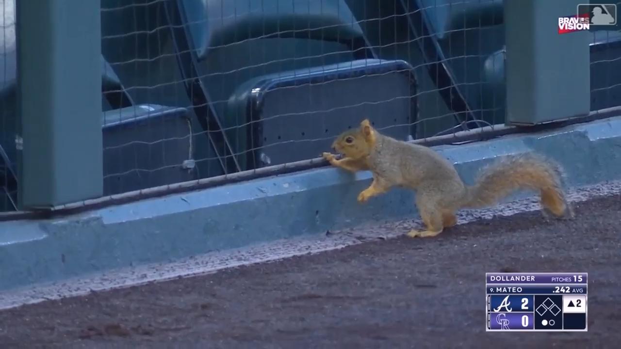 Moment: Squirrel visits Braves' dugout during Rockies game, gives third ...