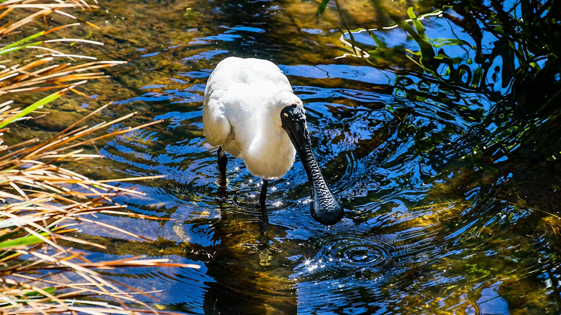 Nature scene of white bird in rippling water surface