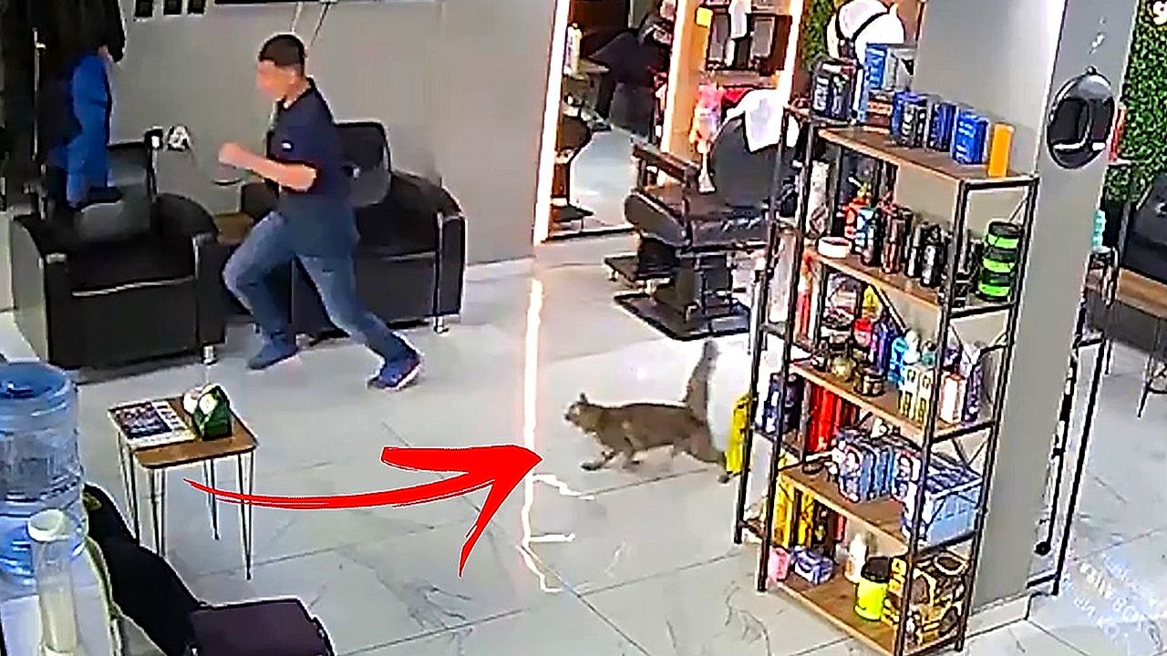 No getting close: Mother cat chases two men out of hair salon