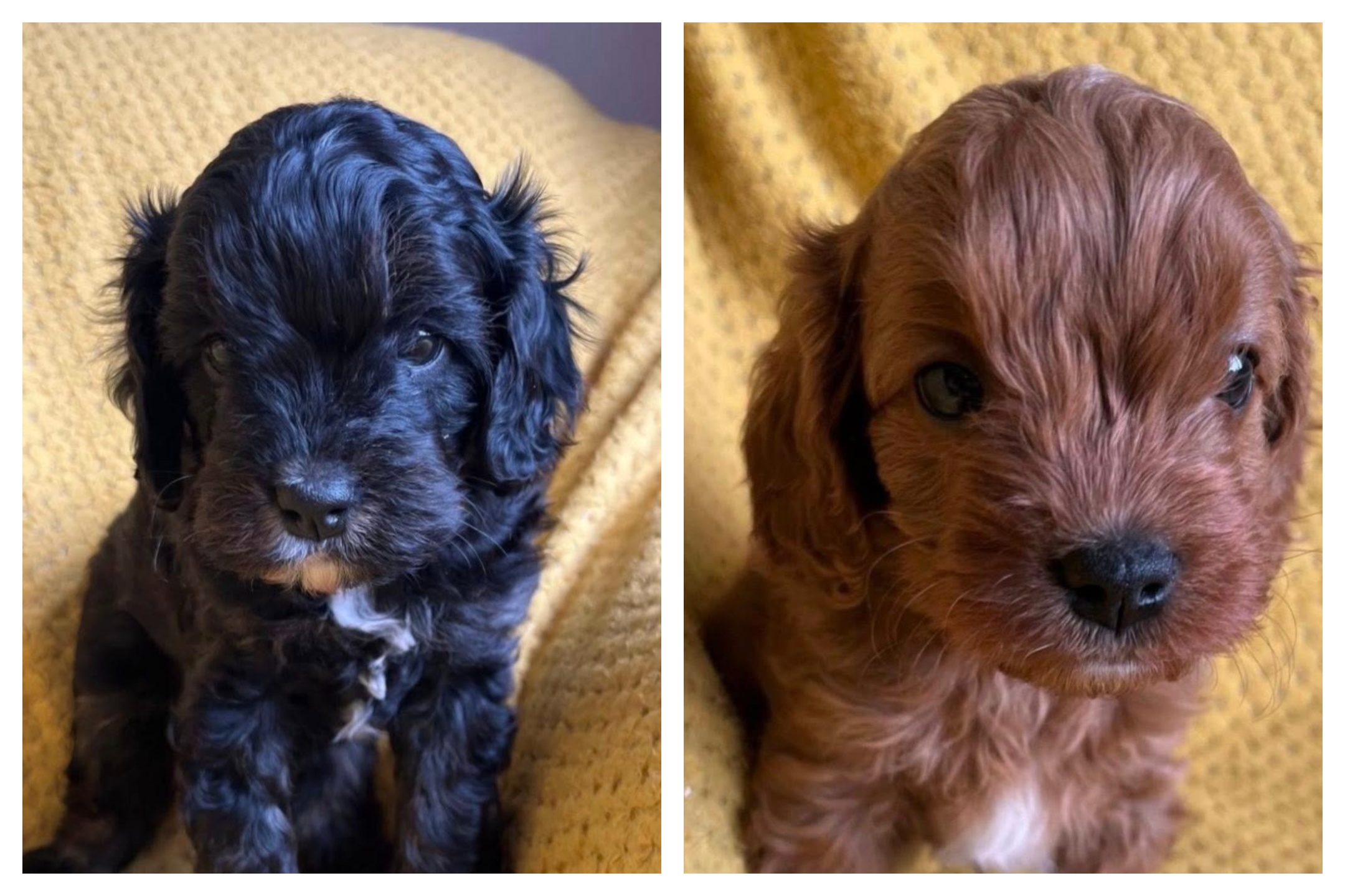 Adorable pups up for adoption at Helping Yorkshire Poundies - how to apply
