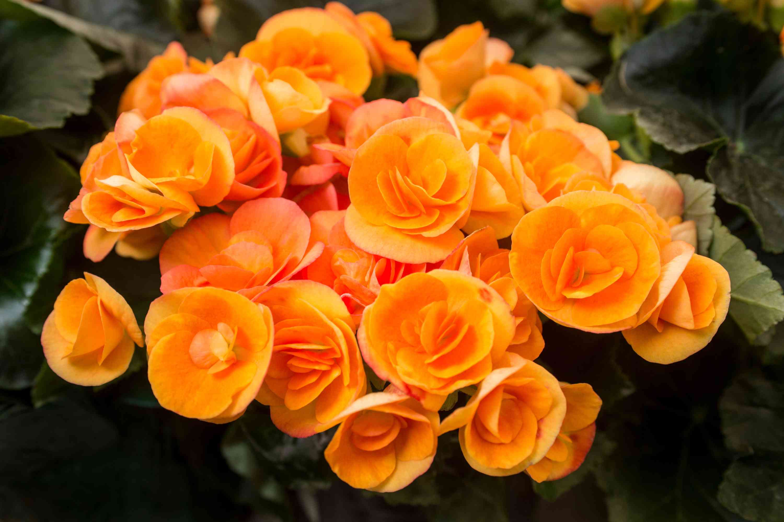 5 outdoor plants that are surprisingly happy indoors