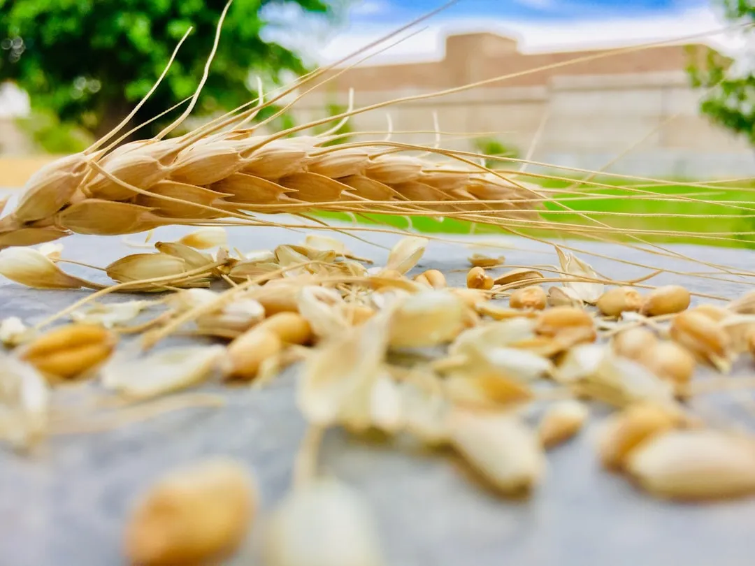 How to choose the healthiest bread at the bakery