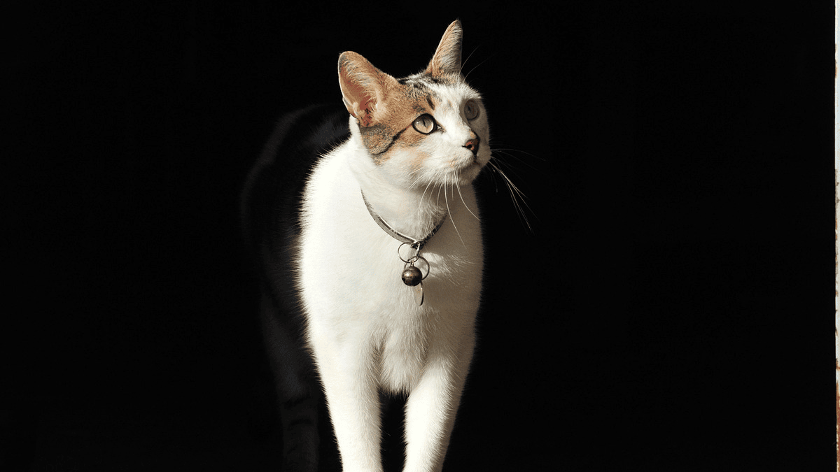 5 things you must experience with your cat before it crosses the ...