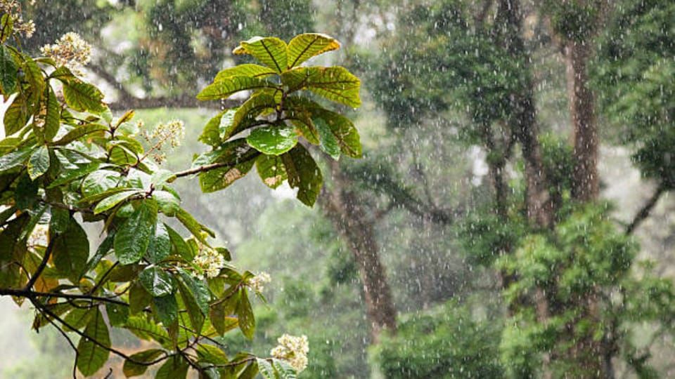 Rain alert: తెలంగాణలోని ఈ జిల్లాలకు వర్ష సూచన.. వాతావరణ శాఖ అలర్ట్