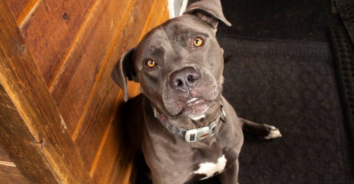 10 signs your dog believes he's the leader in your home