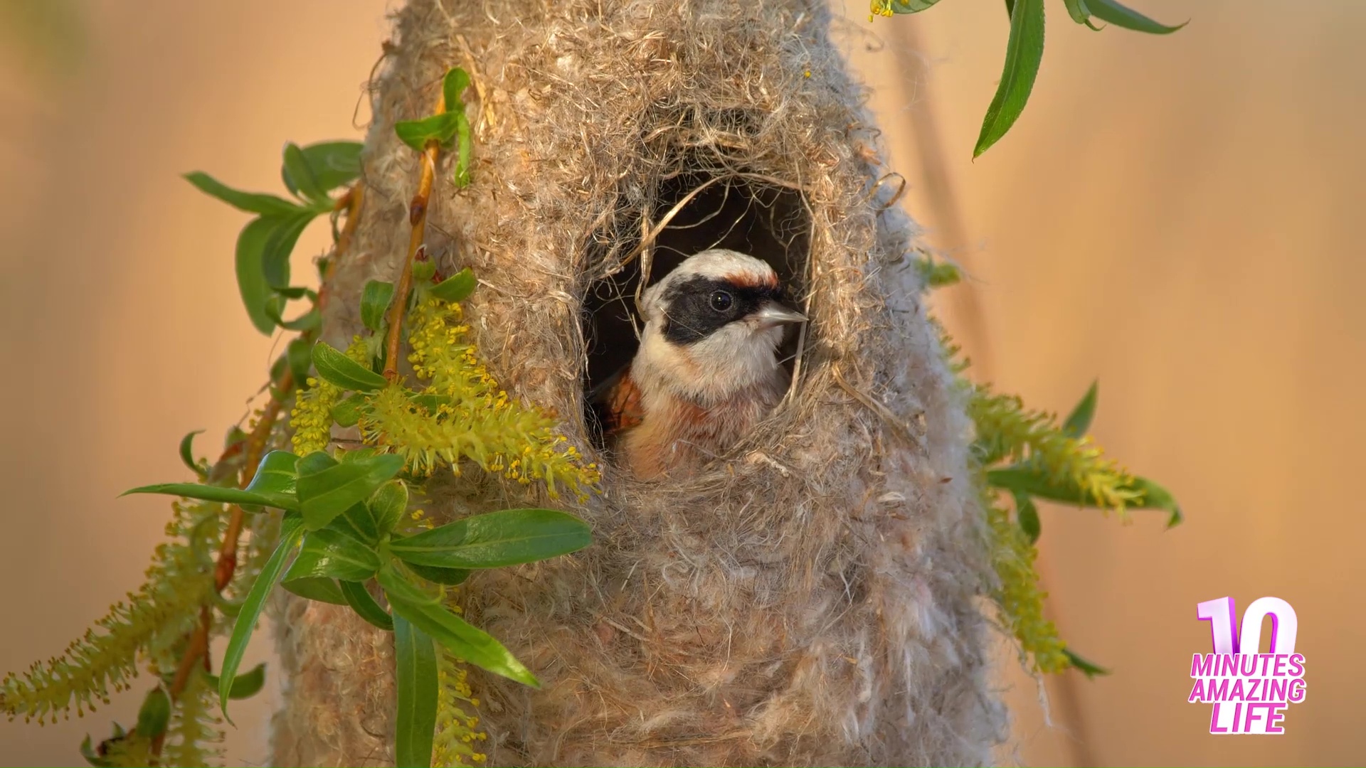 How this tiny bird builds a hidden hanging nest