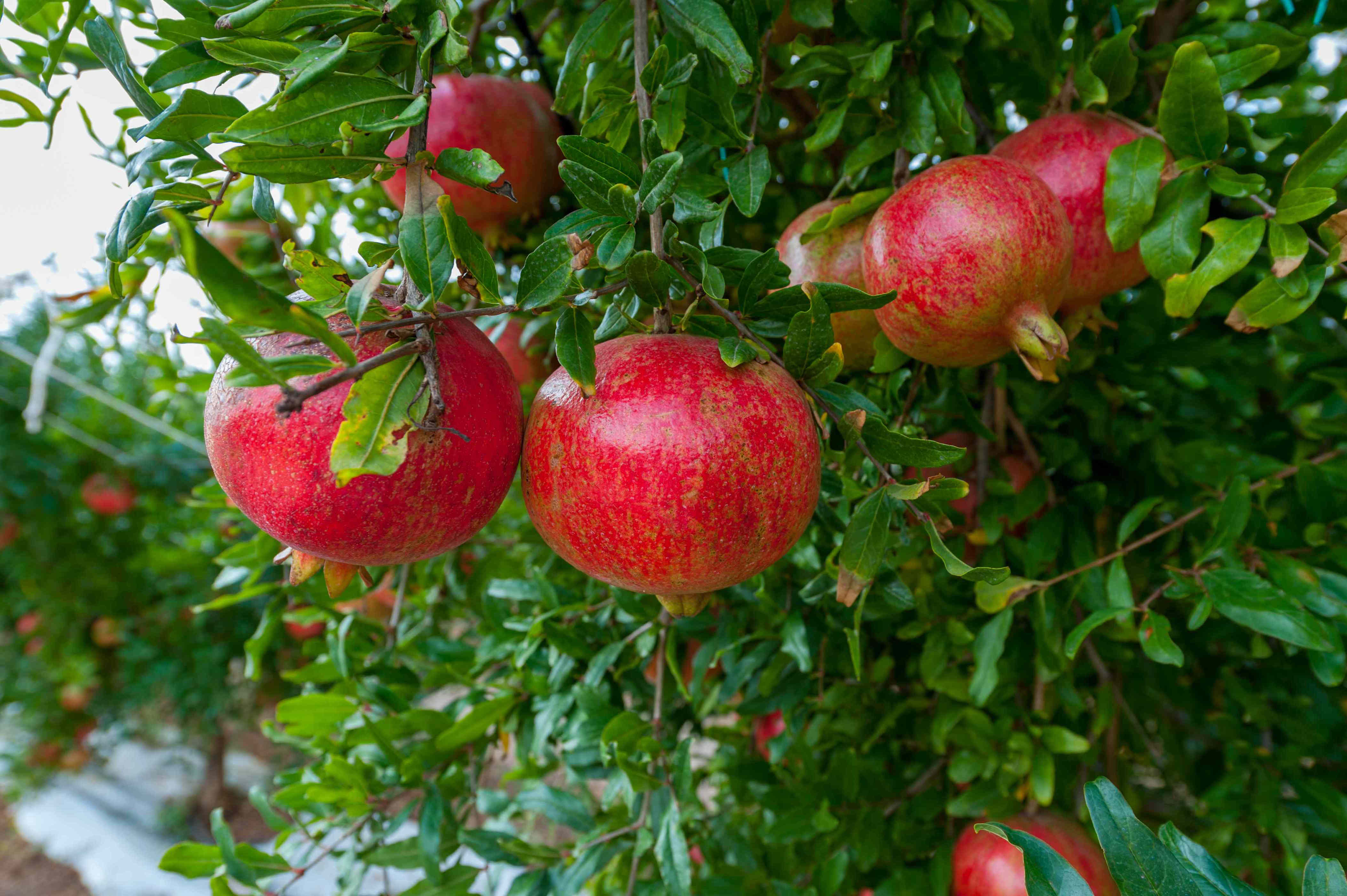 How to prune a pomegranate tree so it produces more fruit, according to ...