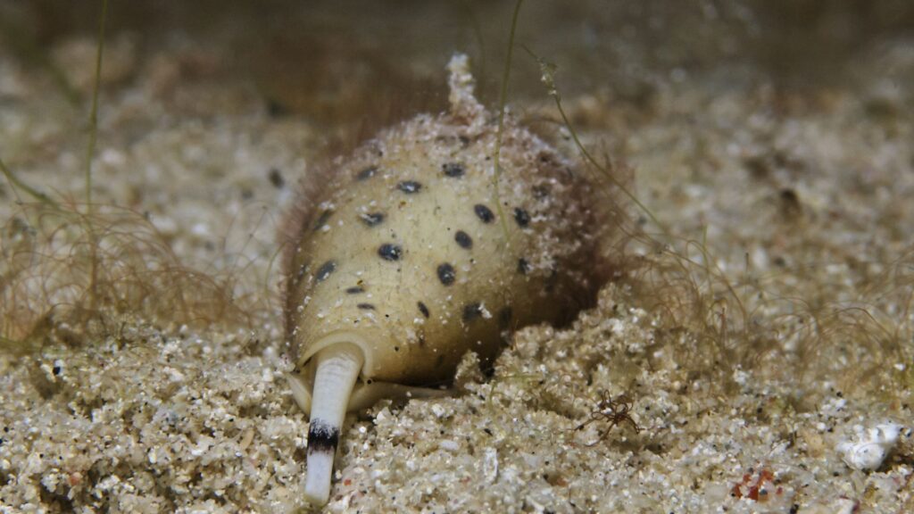 The deadliest venom on the planet comes from an animal you’d never expect