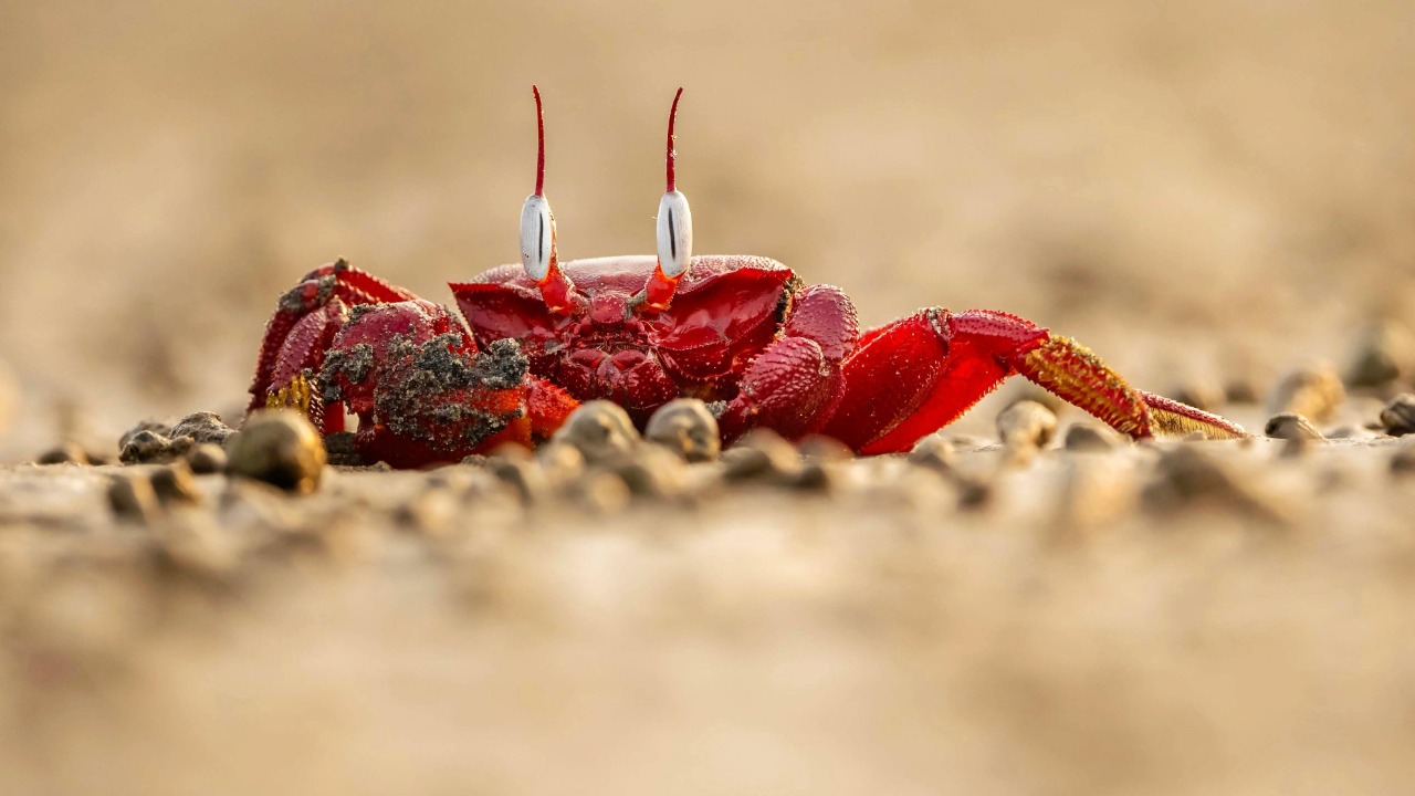 Crabs evolved their body shape at least five separate times — but the ...