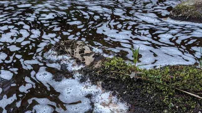 Fish, eels and birds killed in river pollution incident