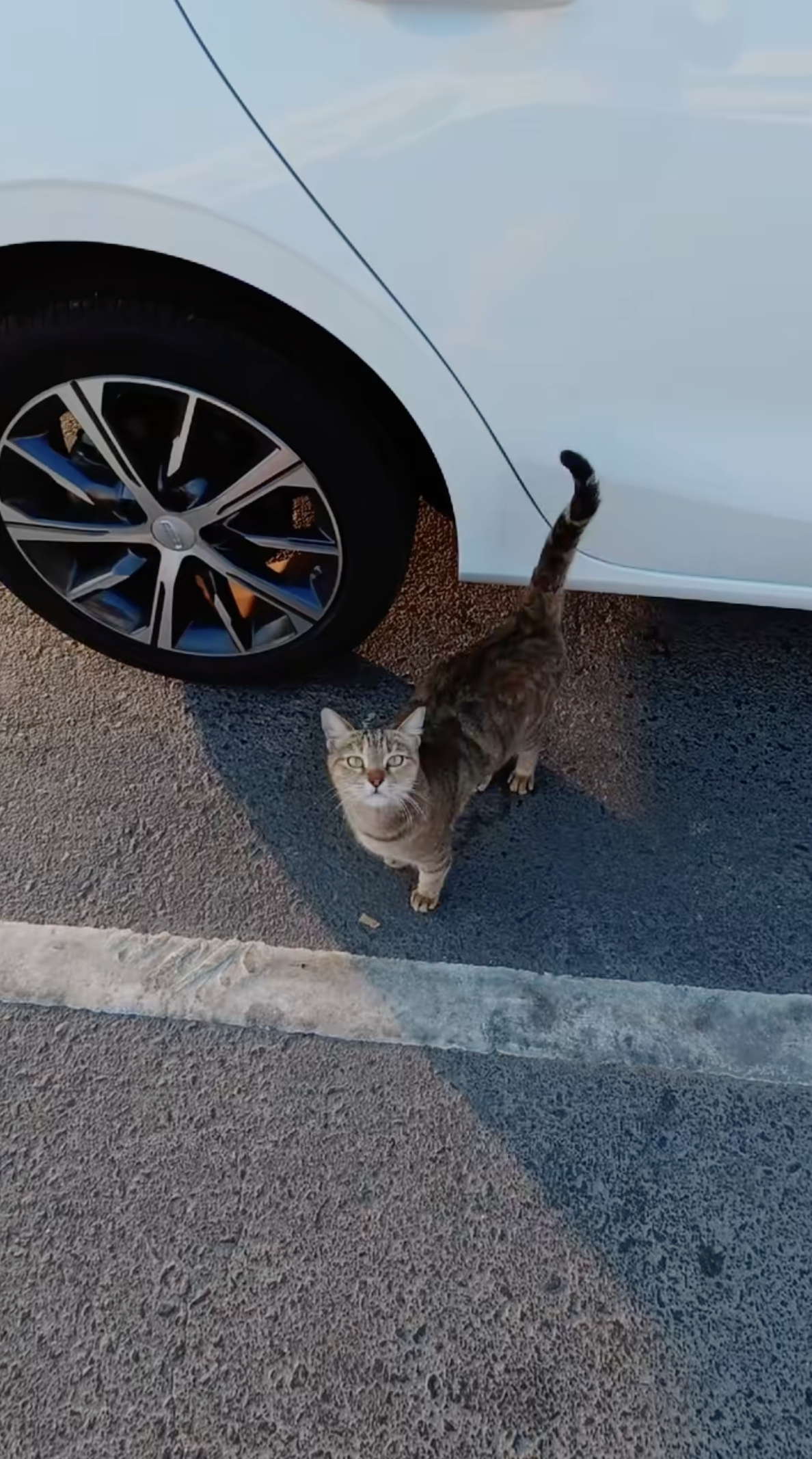 Feeding stray cats with care 😻