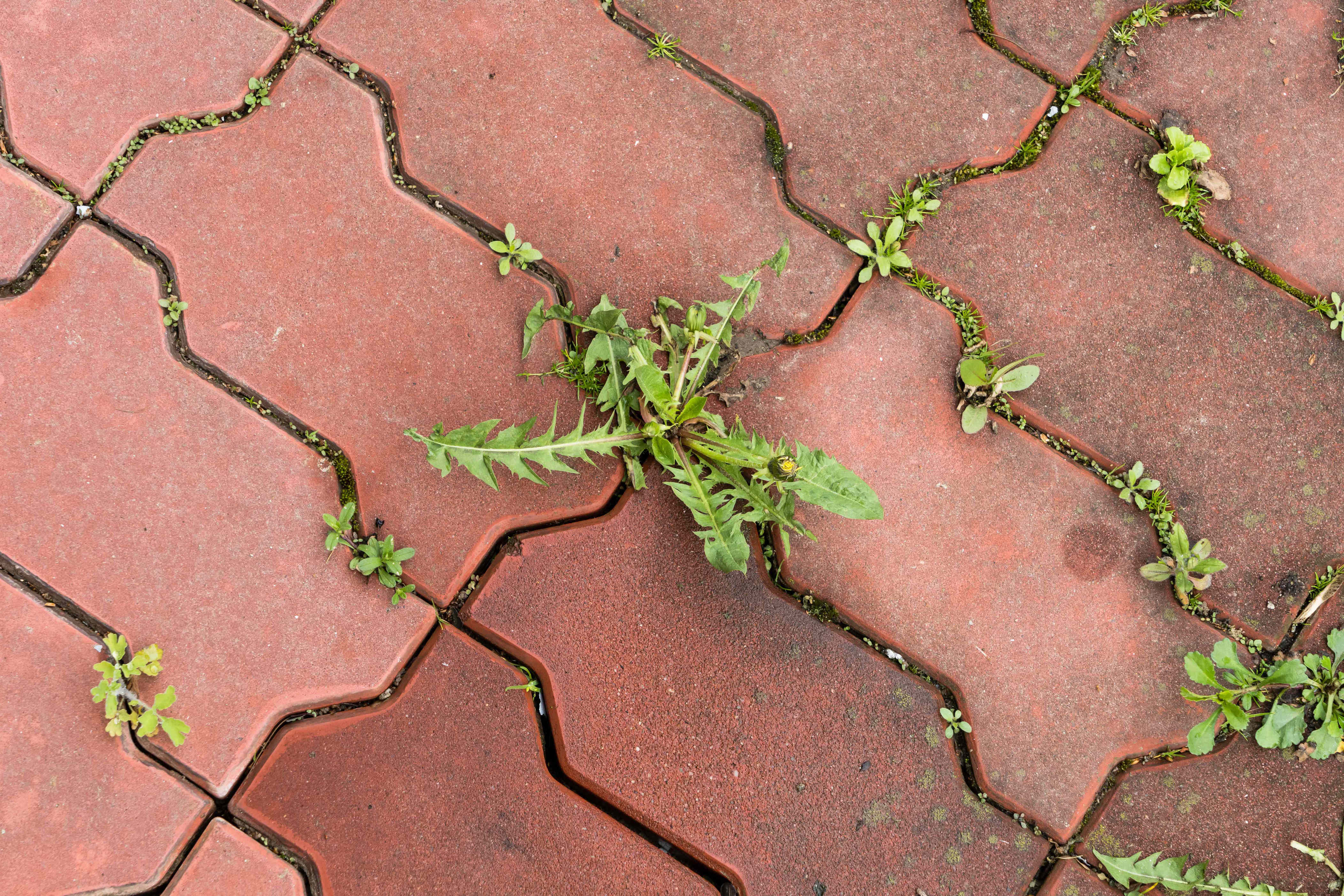 How to keep weeds from growing between patio pavers for good