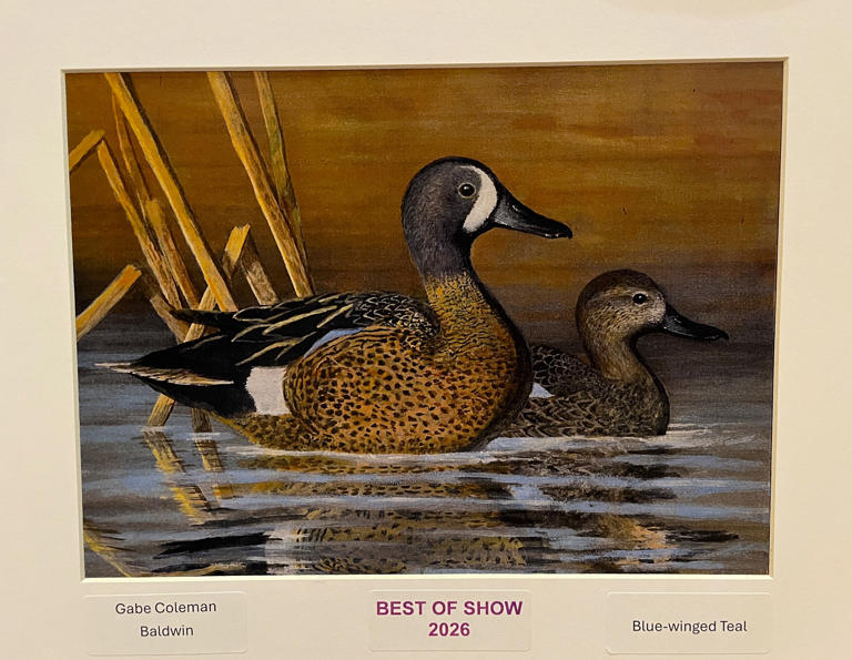 State’s new junior duck stamp overall winner is 9-year veteran of contest