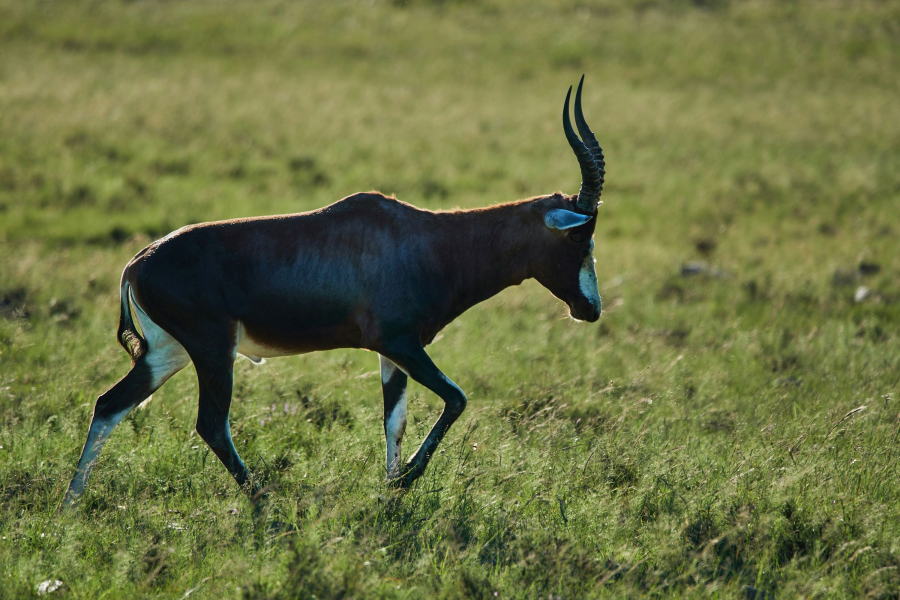 Νέο φιλόδοξο σχέδιο «ανάστασης» της μπλε αντιλόπης της Νότιας Αφρικής