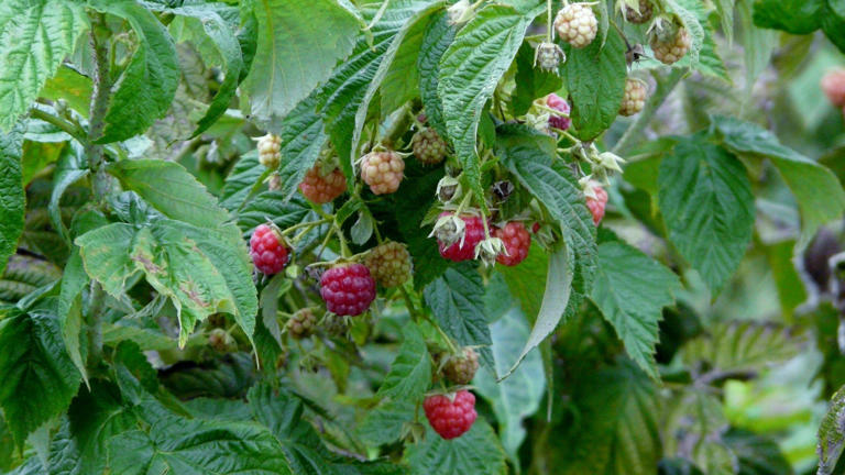 This Nebraska berry farm is perfect for a summer day