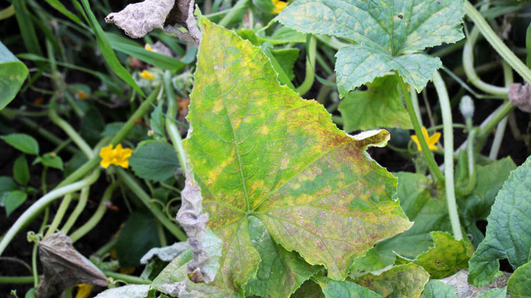 12 of the most common plant diseases you don't want ruining your plants
