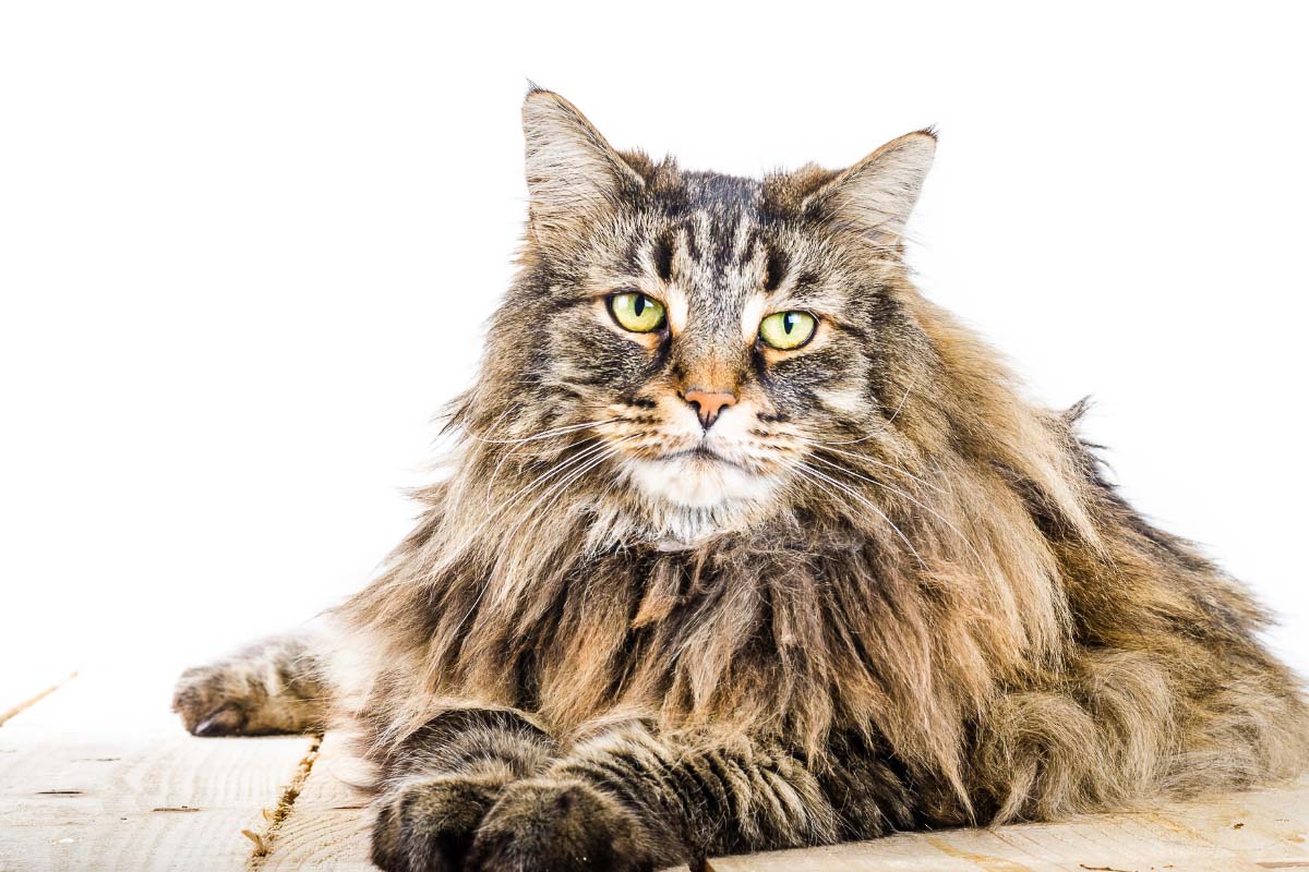 The tabby cat personality — here’s what it really means to live with one