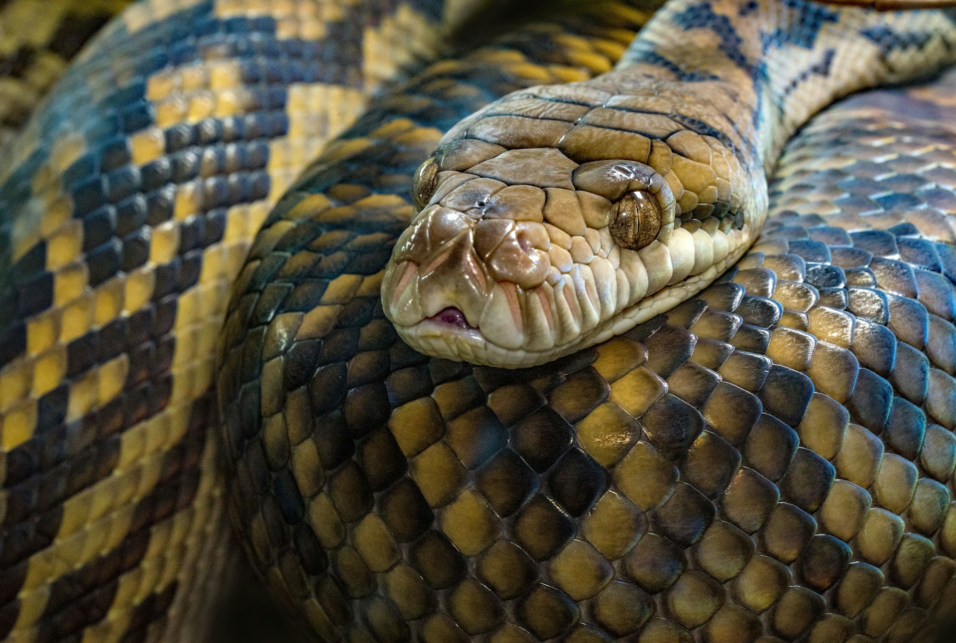 The most dangerous animals in North America