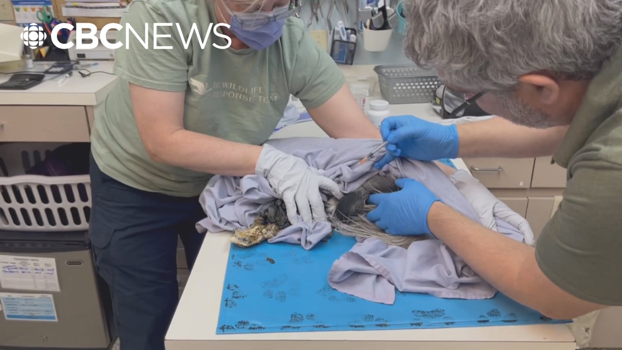 When oysters 'attack': BC team rescues heron from clingy shellfish