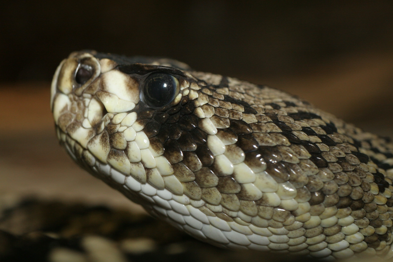 The most dangerous animals in North America