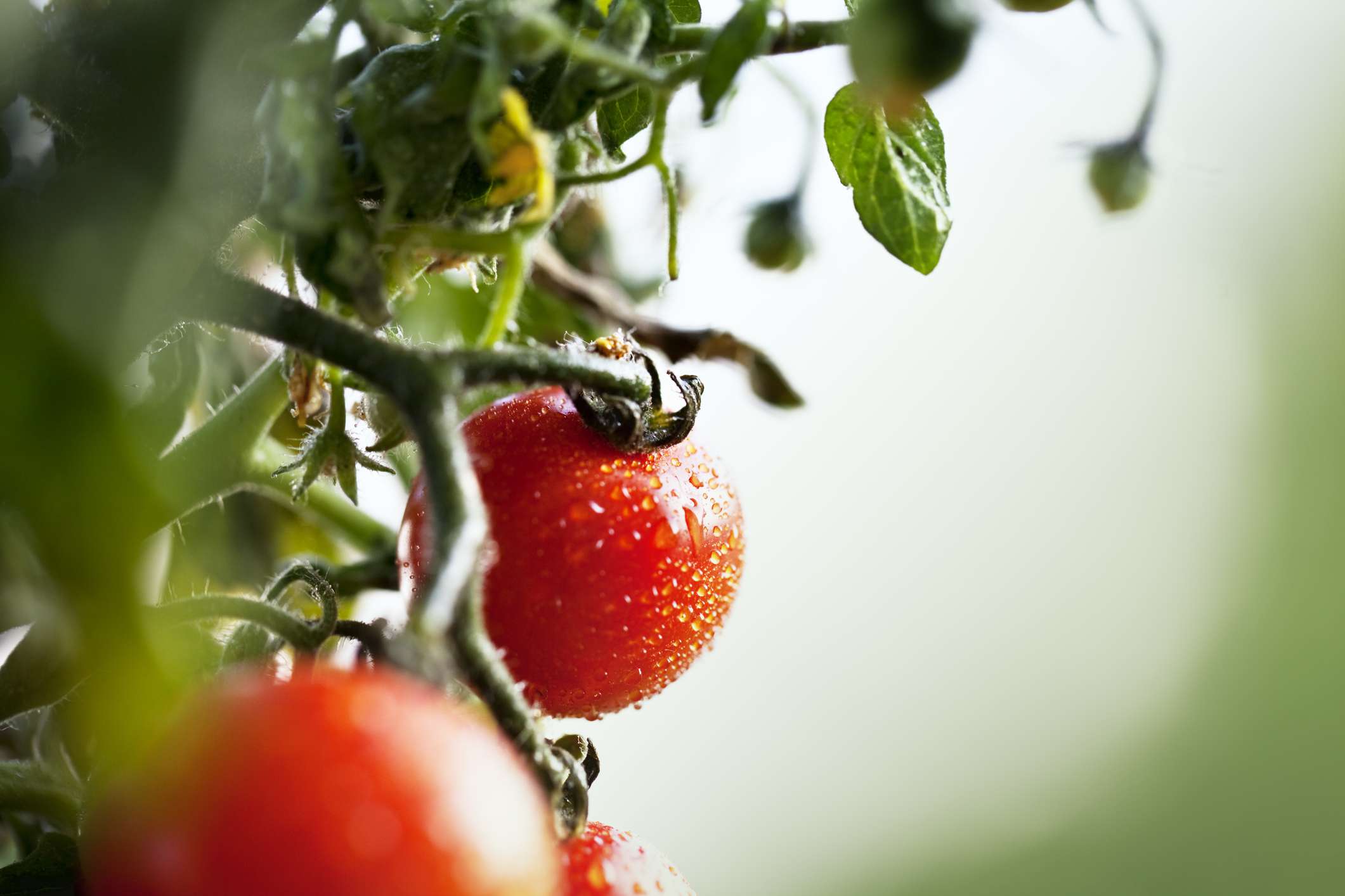 If your tomato plants aren't thriving, there's a chance they're not ...