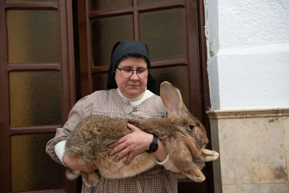 How Spanish nuns are saving a rare giant rabbit breed from the brink