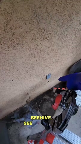 Massive beehive discovered hidden inside home wall