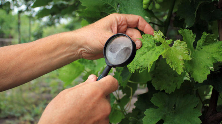 12 of the most common plant diseases you don't want ruining your plants