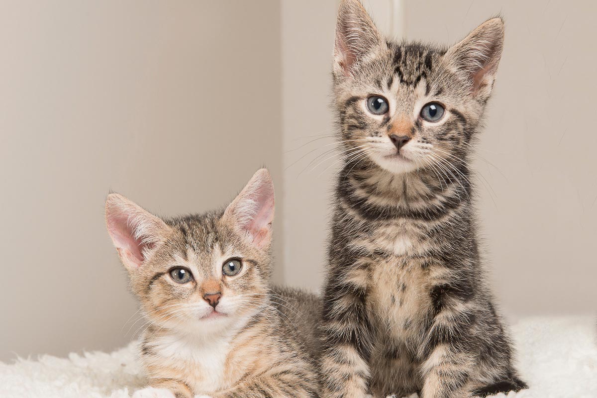 The tabby cat personality — here’s what it really means to live with one