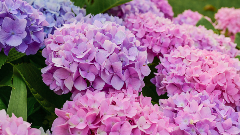 Why there's simply no need for hydrangeas anymore